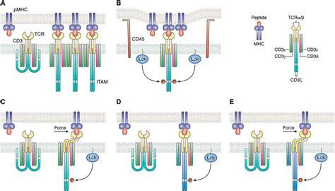 The Structural Basis Of T Cell Receptor Tcr Activation An Enduring