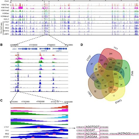 Detect Ctcf Motifs From Yy1 Maz Stat3 And Usf2 Chip Seq Of Gm12878