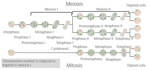 Mitosis Vs Meiosis Haploid Diploid