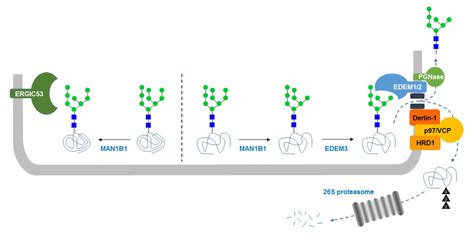 Intracellular Functions Of N Glycans Institute Of Physiology Uzh
