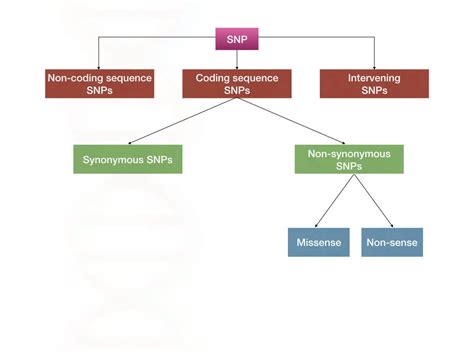 What Is Single Nucleotide Polymorphism Snp The Basics