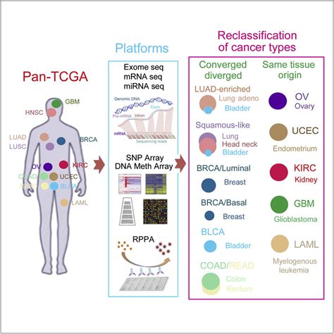 Multiplatform Analysis Of 12 Cancer Types Reveals Molecular