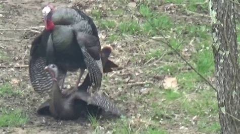 Wild Turkeys Mating Youtube