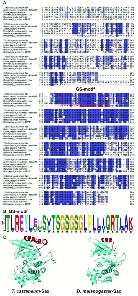 Sequence Alignment And Protein Modeling Of Tgf βris A Download