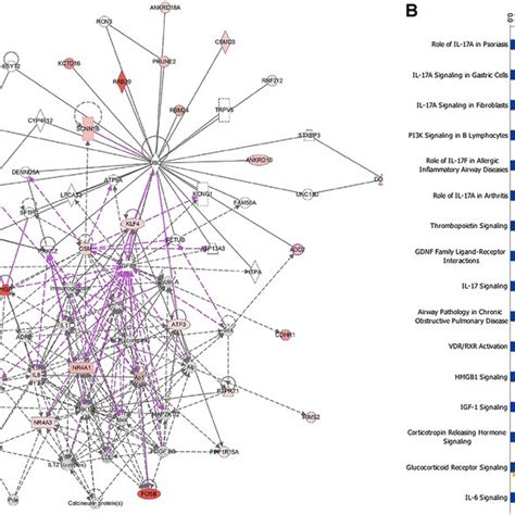 Top Enriched Networks Functional Analysis Ingenuity Pathway