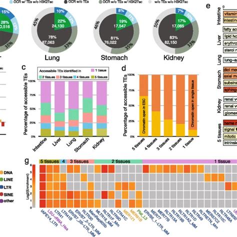 Ancient Transposable Elements Tes In Putative Promoter Regions