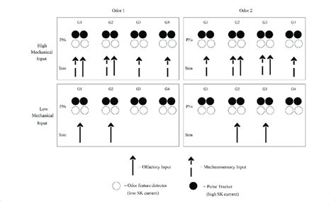 Schematic Of Bimodal Stimulus Encoding The Four Glomeruli Shown G1