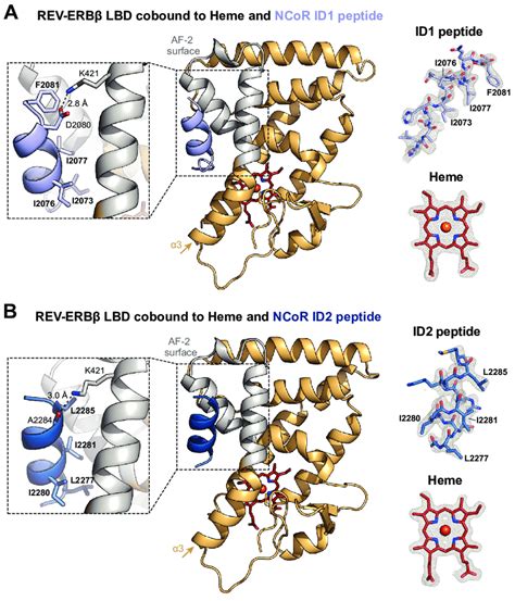 Crystal Structures Of Rev Erbβ Lbd Cobound To Heme And Ncor Id