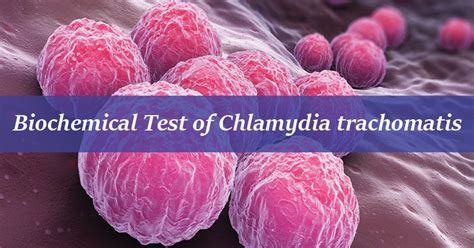 Biochemical Test Of Chlamydia Trachomatis