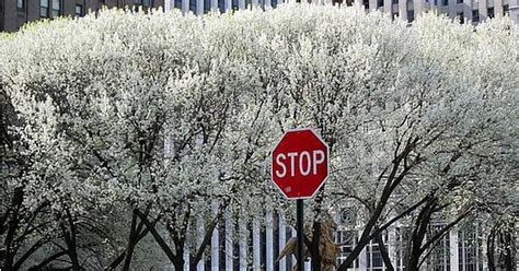 Til The Callery Pea Tree Smells Like Semen Carry On Imgur