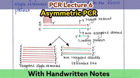 Asymmetric Pcr Types Of Pcr Pcr Lecture Series Youtube