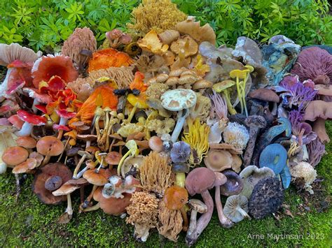 A Rainbow Of Mushrooms I Harvested In Northern Wisconsin🌈🍄 R Natureporn