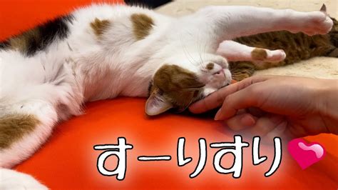指を差し出されたので懐いておくねこ Youtube