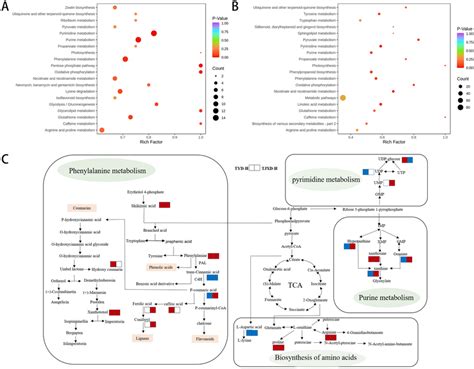 Kegg Annotations And Enrichment Of Differentially Expressed