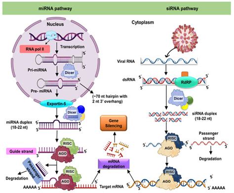 Ijms Special Issue Plant Non Coding Rnas In The Era Of Biological