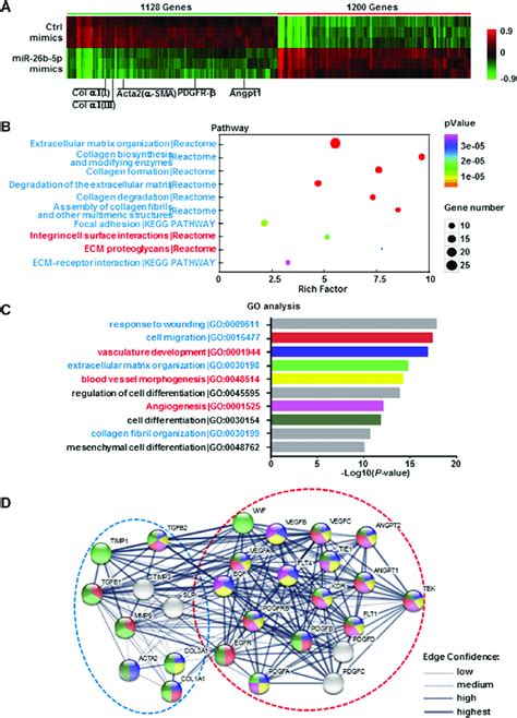 microarray analysis was performed in tgfb1 treated bmscs with or