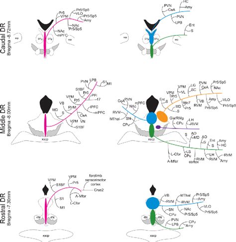 Figure 1 From Collateralized Dorsal Raphe Nucleus Projections A