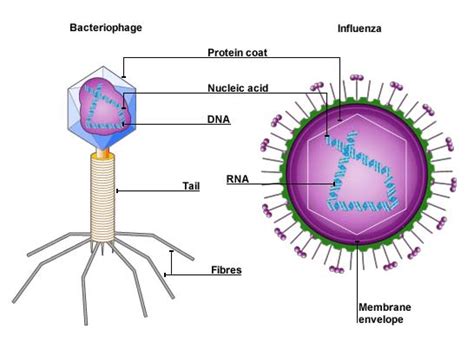 Virus Mr Croce
