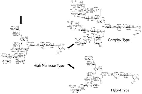 Frontiers Recent Chemical And Chemoenzymatic Strategies To Complex