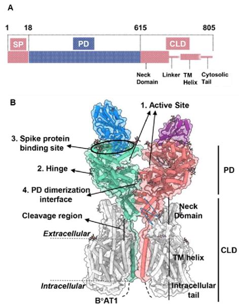 Ace2 Gene Domain Organization And Protein Structure A Full Length