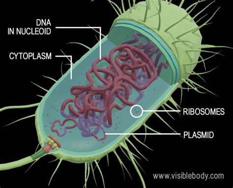 prokaryotic cells
