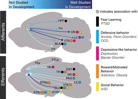Linking Mpfc Circuit Maturation To The Developmental Regulation Of