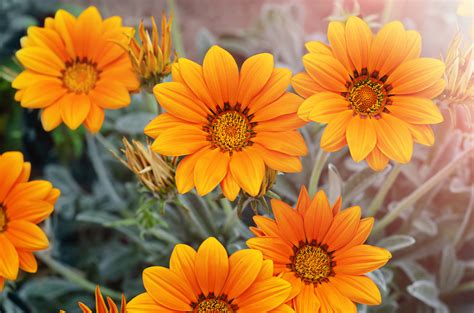 Top 10 Most Beautiful Flowers In The World Mystart