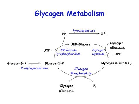 Ppt Glycogen Metabolism Powerpoint Presentation Free Download Id