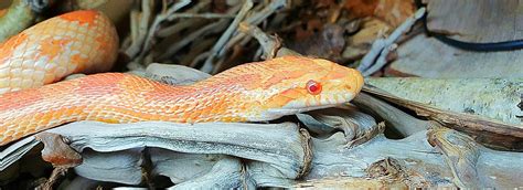 exotic direct articles the reptile networks replicate
