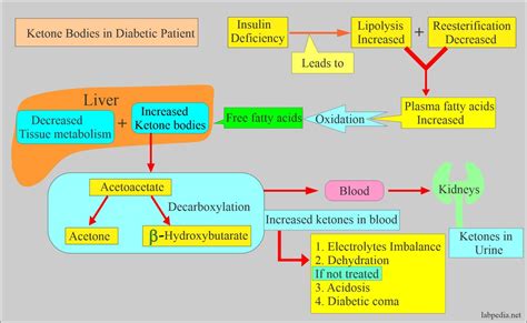 Diabetic Ketoacidosis Ketone Bodies And Management