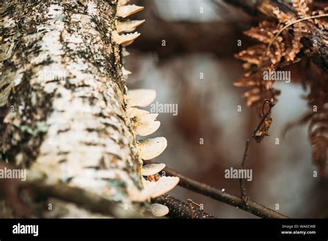Belarus Polypore Fungus On Tree Trunk In Autumn Rainy Day Bracket