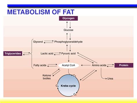 Ppt Metabolism And Basic Energy Systems Powerpoint Presentation Free