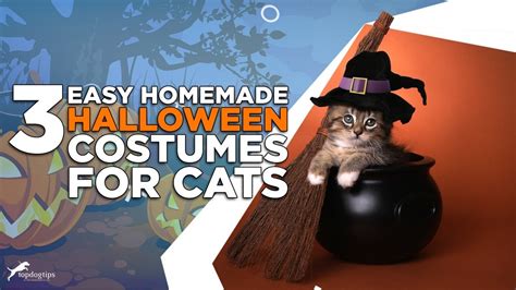 3 Easy Homemade Halloween Costumes For Cats Youtube