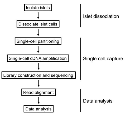 Single Cell Rna Sequencing And Analysis Of Human Pancreatic Islets