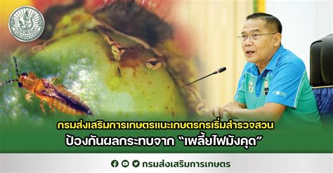 กรมส่งเสริมการเกษตร แนะเกษตรกรเริ่มสำรวจสวน ป้องกันผลกระทบจาก “เพลี้ยไฟ