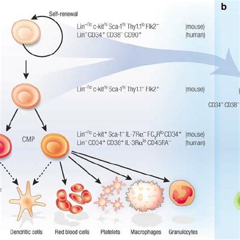 Normal Hematopoietic Stem And Progenitor Cells A The Hsc Is A