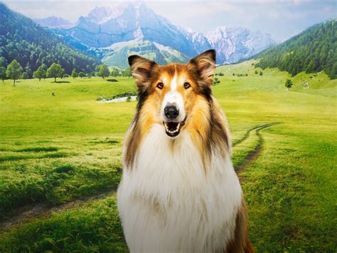 Lassie 2 Ein Neues Abenteuer Apple Tv De