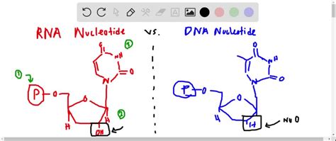 Dna And Rna Nucleotide Structure