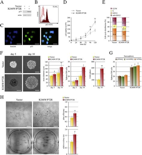 Ectopic Expression Of P53 R248w P72r In Osteosarcoma Mg63 Cells And Its