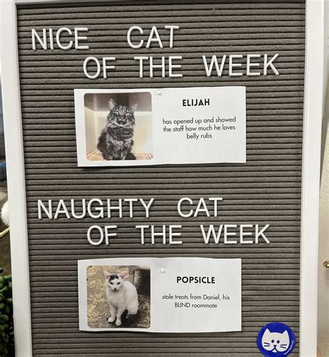 This Cat Rescue Has The Cutest Naughty And Nice Cats Of The Week