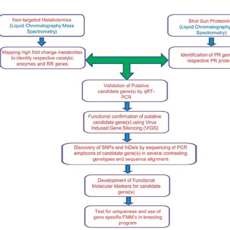 Flow Chart Depicting Various Steps Involved In Gene Identification