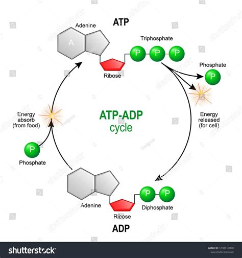 Atp Adp Cycle Adenosine Triphosphate Atp Is A Organic Chemical That