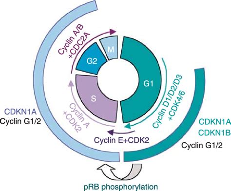 Cell Cycle Control For G1 S And G2 M Phase Specific Transitions By