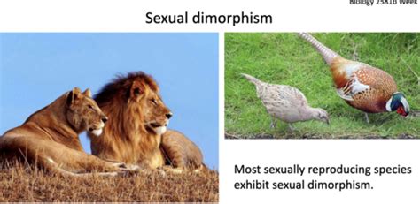 Week 12 Sex Determination And Behavioral Genetics Flashcards Quizlet