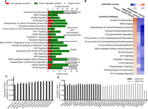 Hsp60 Knockdown Disrupts Mitochondria Integrity And Decreases Protein