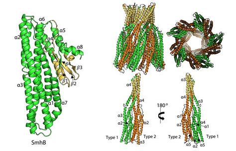 Structural Research Of Alpha Helical Pore Forming Toxins Creative