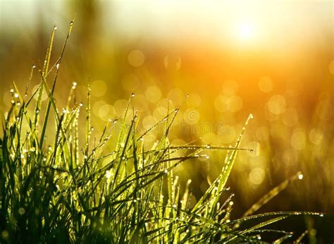 Green Grass With Drops Of Dew At Sunrise In Spring In Sunlight