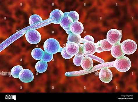 Candida Life Cycle
