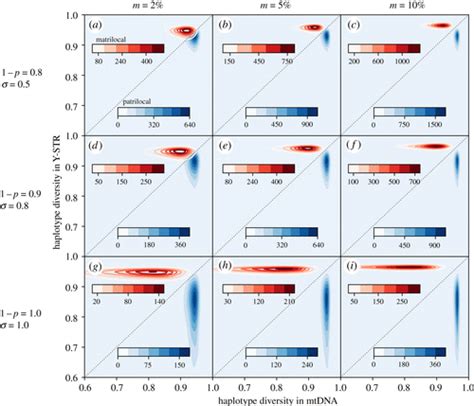 sex linked genetic diversity originates from persistent sociocultural