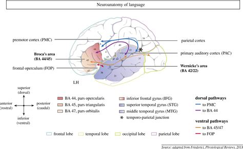 Hierarchy Processing In Human Neurobiology How Specific Is It